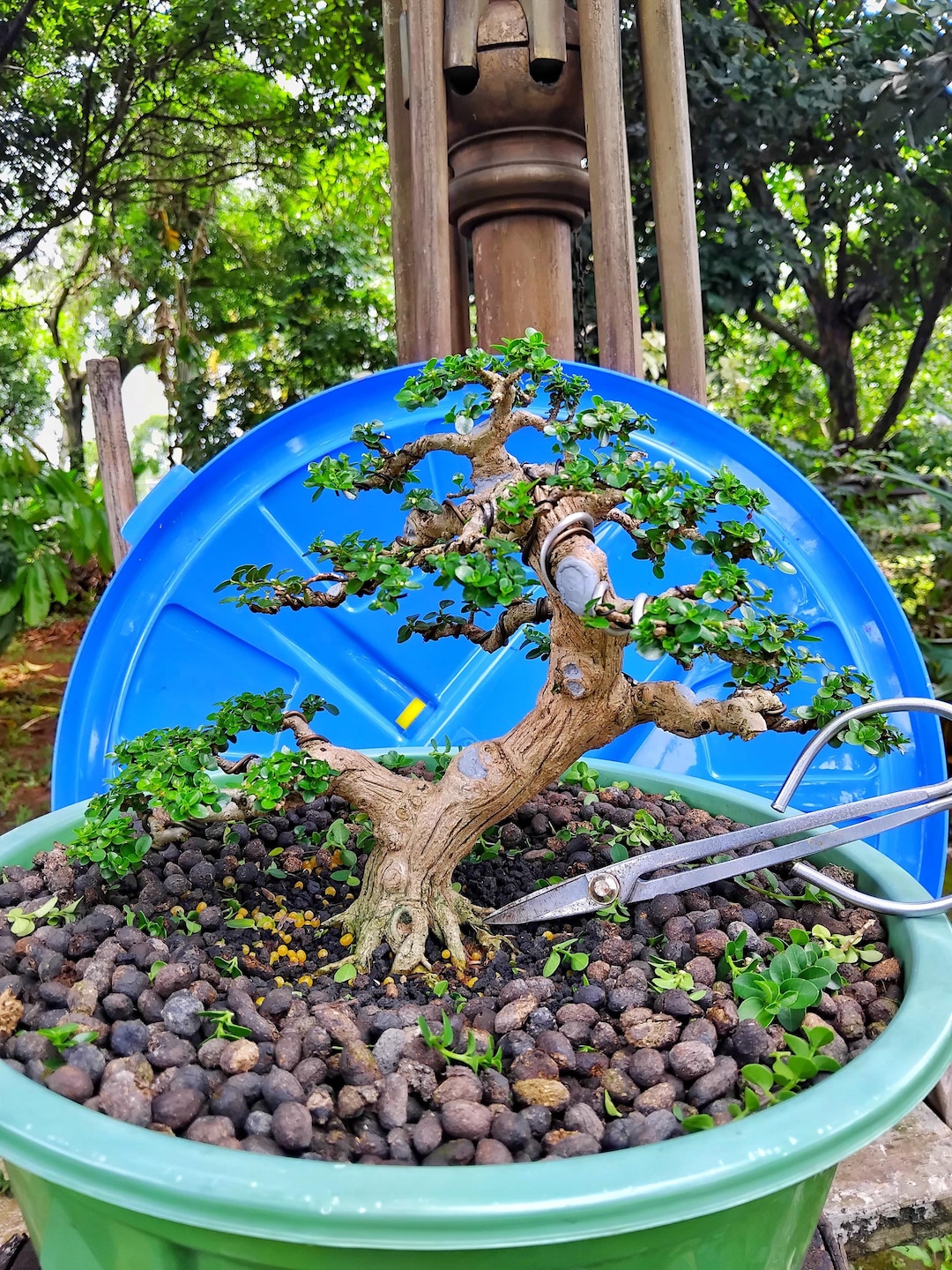 Premna Microphylla Bonsai Tree Natural Tropical Specimen With Thick ...