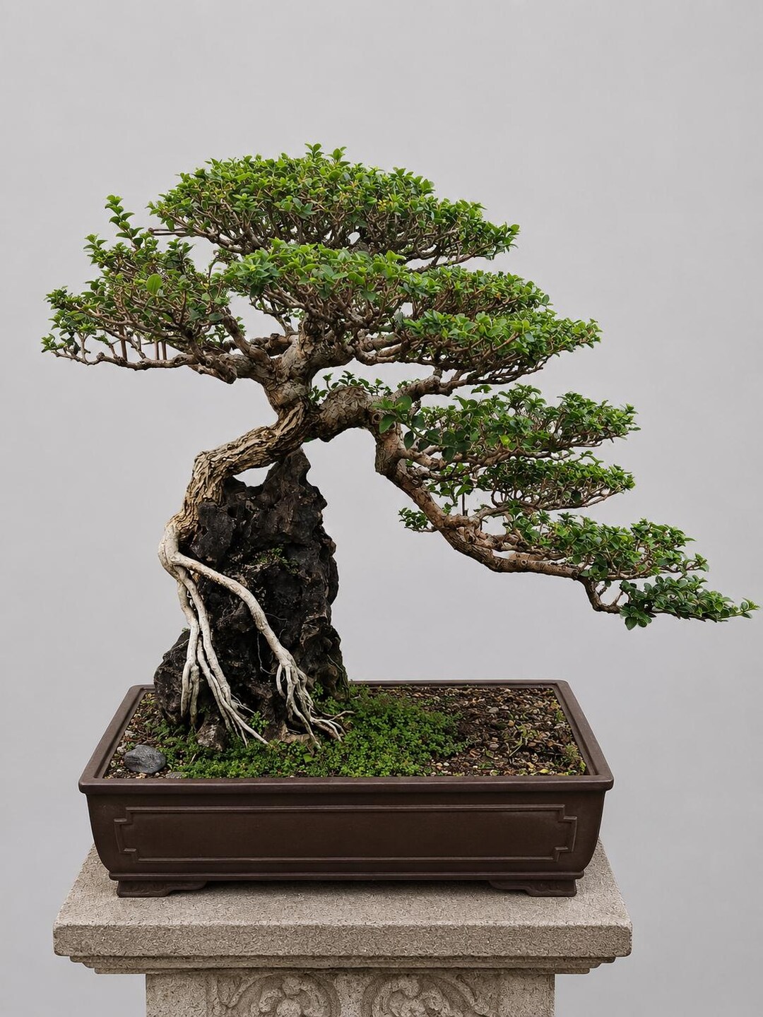 Premna Micropylla OTR Bonsai Tree:tropical Live Plan,medium Size ...