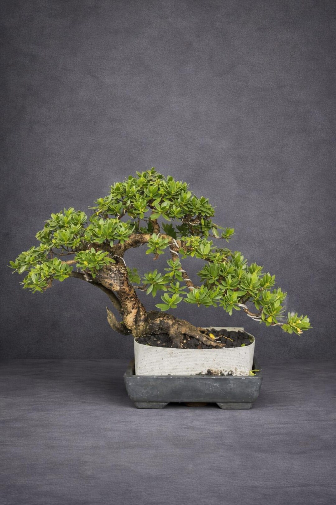 Pemphis Acidula Bonsai : Small Size - Etsy