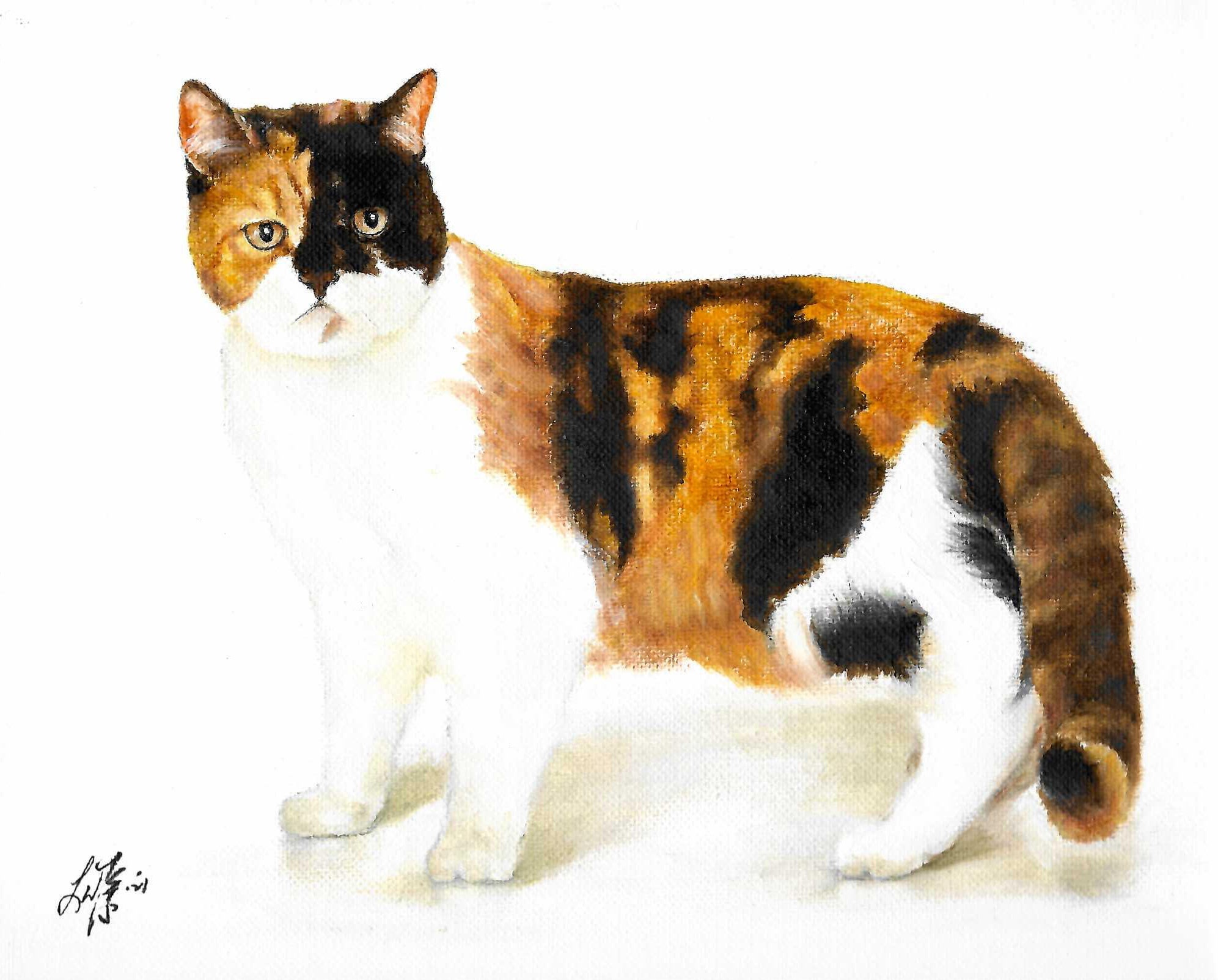 British Shorthair Calico