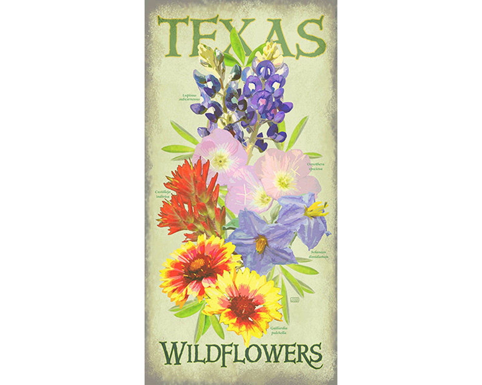 Poster of Favorite Texas Wildflowers - Etsy