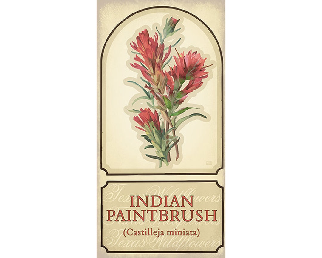 Indian Paintbrush Wildflower Poster in Art Deco Style for Texas Flower ...