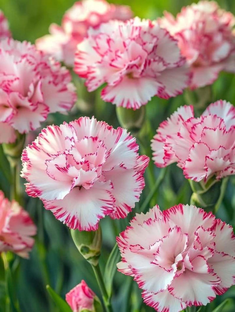 Mixed Double Carnation Seeds – Rare Heirloom Dianthus - Etsy