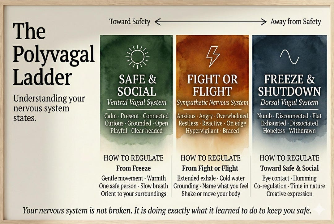 Polyvagal Ladder Poster | Nervous System Education, Therapy Resource ...