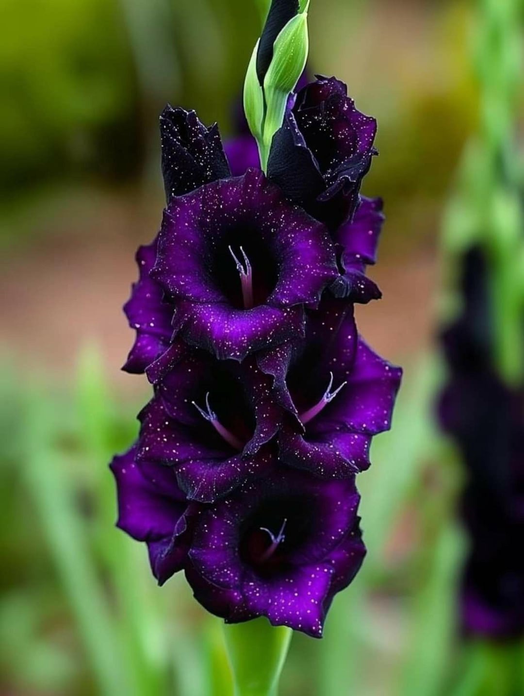 Purple Flora Gladiolus Bulbs Sword Lily Garden Flower - Etsy