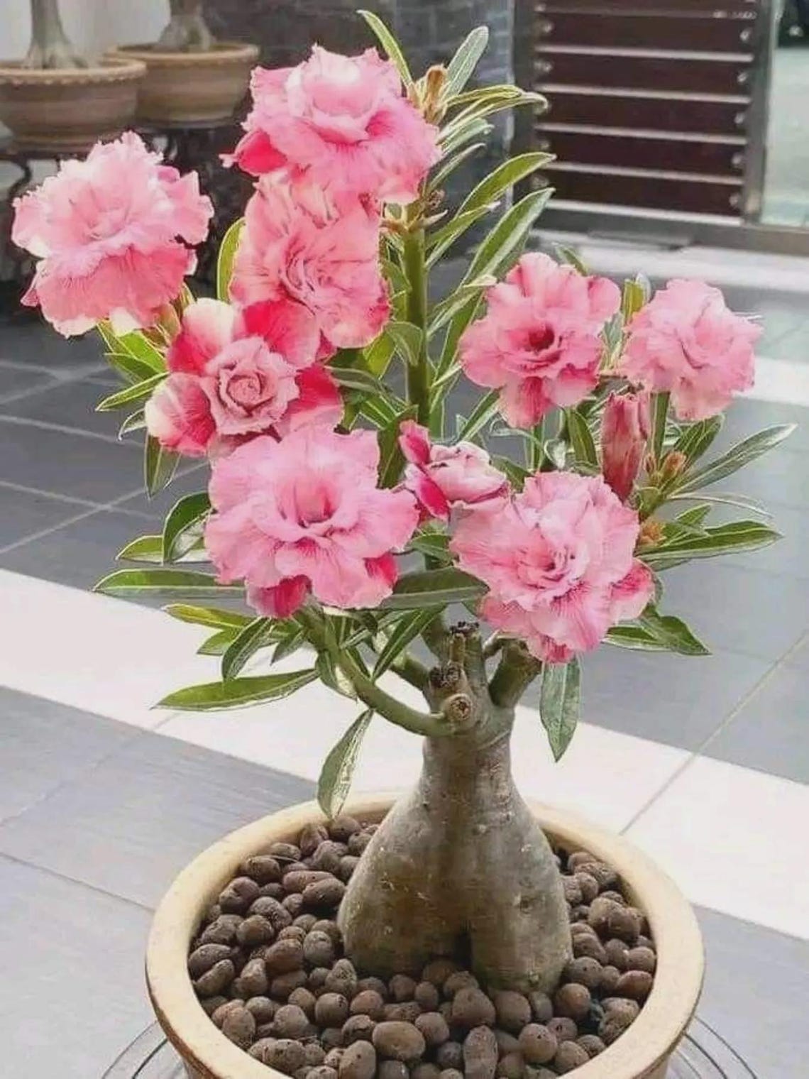 Rare Pink Desert Rose Seeds – Adenium Obesum Caudex Succulent Plant - Etsy