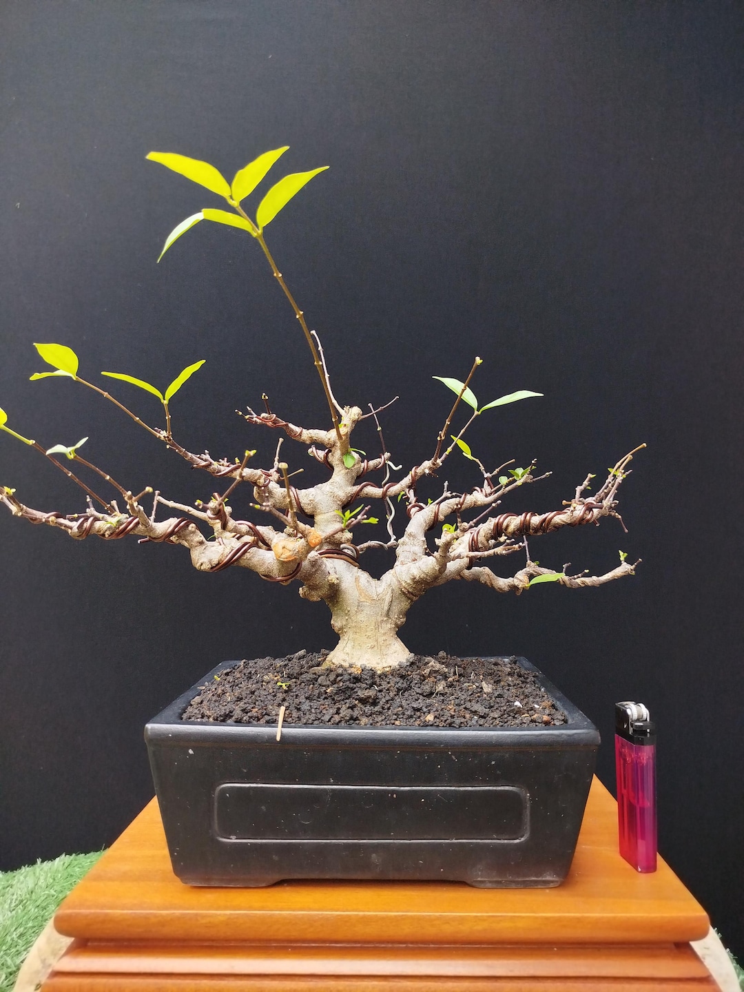 Bonsai Tree Wrightia Religiosa - Acalypha Hispida | Water Jasmine Small ...