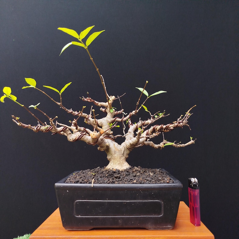 Bonsai Tree Wrightia Religiosa - Acalypha Hispida | Water Jasmine Small ...