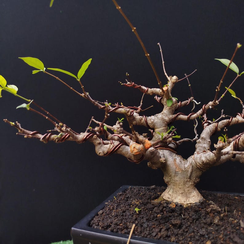 Bonsai Tree Wrightia Religiosa - Acalypha Hispida | Water Jasmine Small ...
