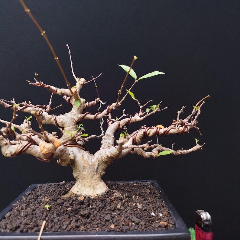 Bonsai Tree Wrightia Religiosa - Acalypha Hispida | Water Jasmine Small ...