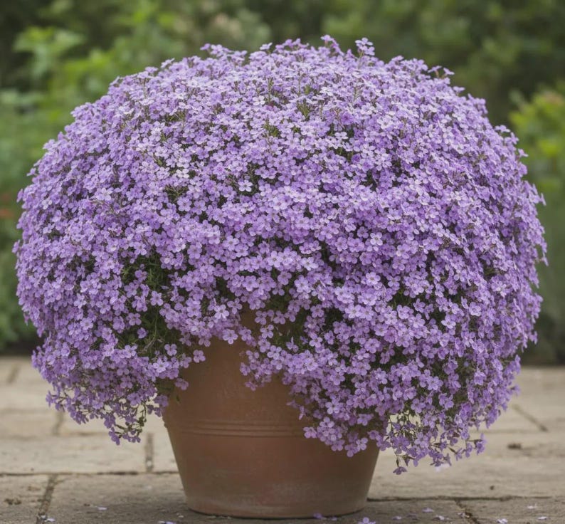 Graines d'Arabe commun pourpre | Aubrieta Hybrida Cascade Blue plante ...