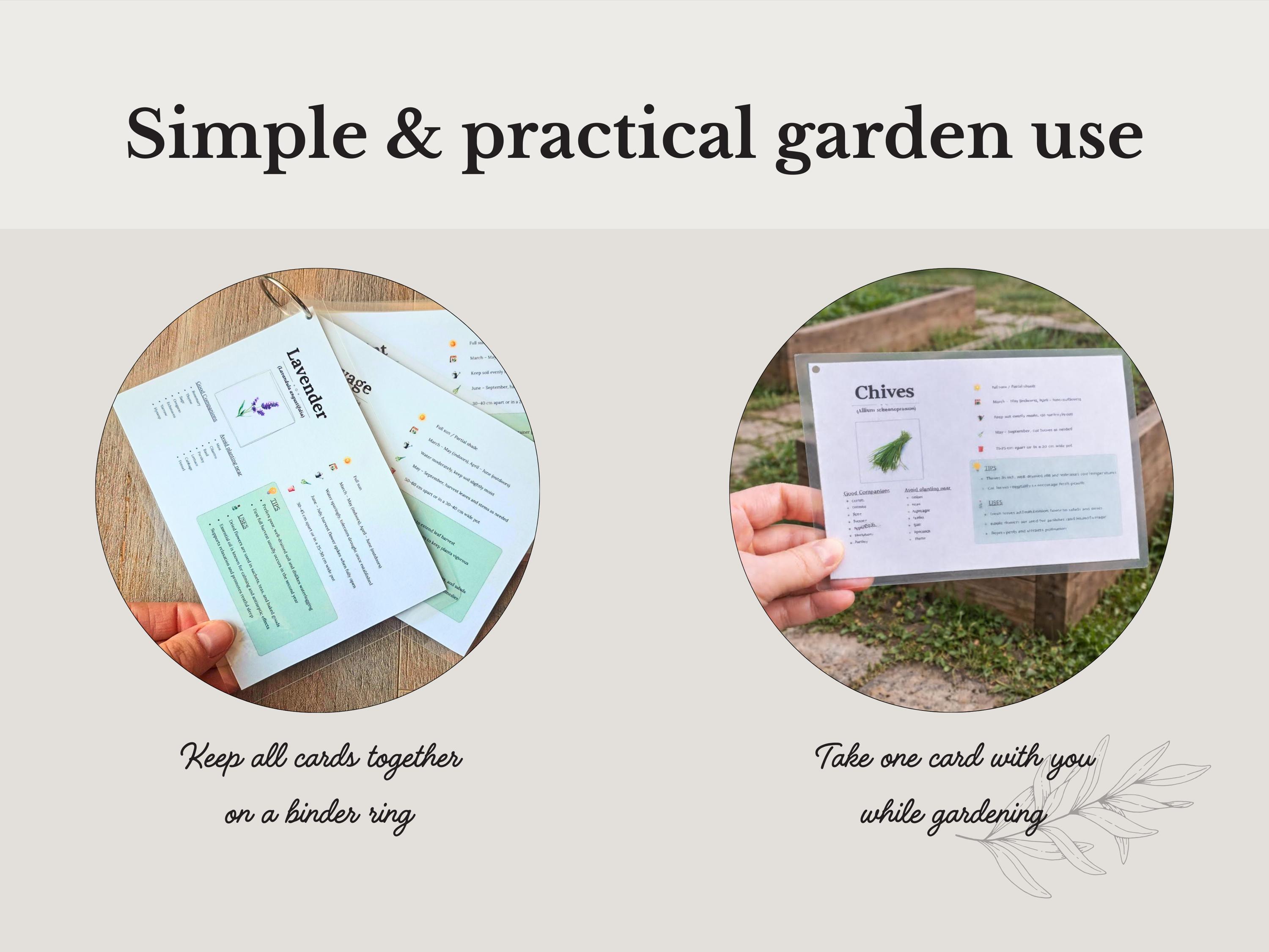 Illustrated Herb Cards | Growing, Care, Reference, Companion Planting ...