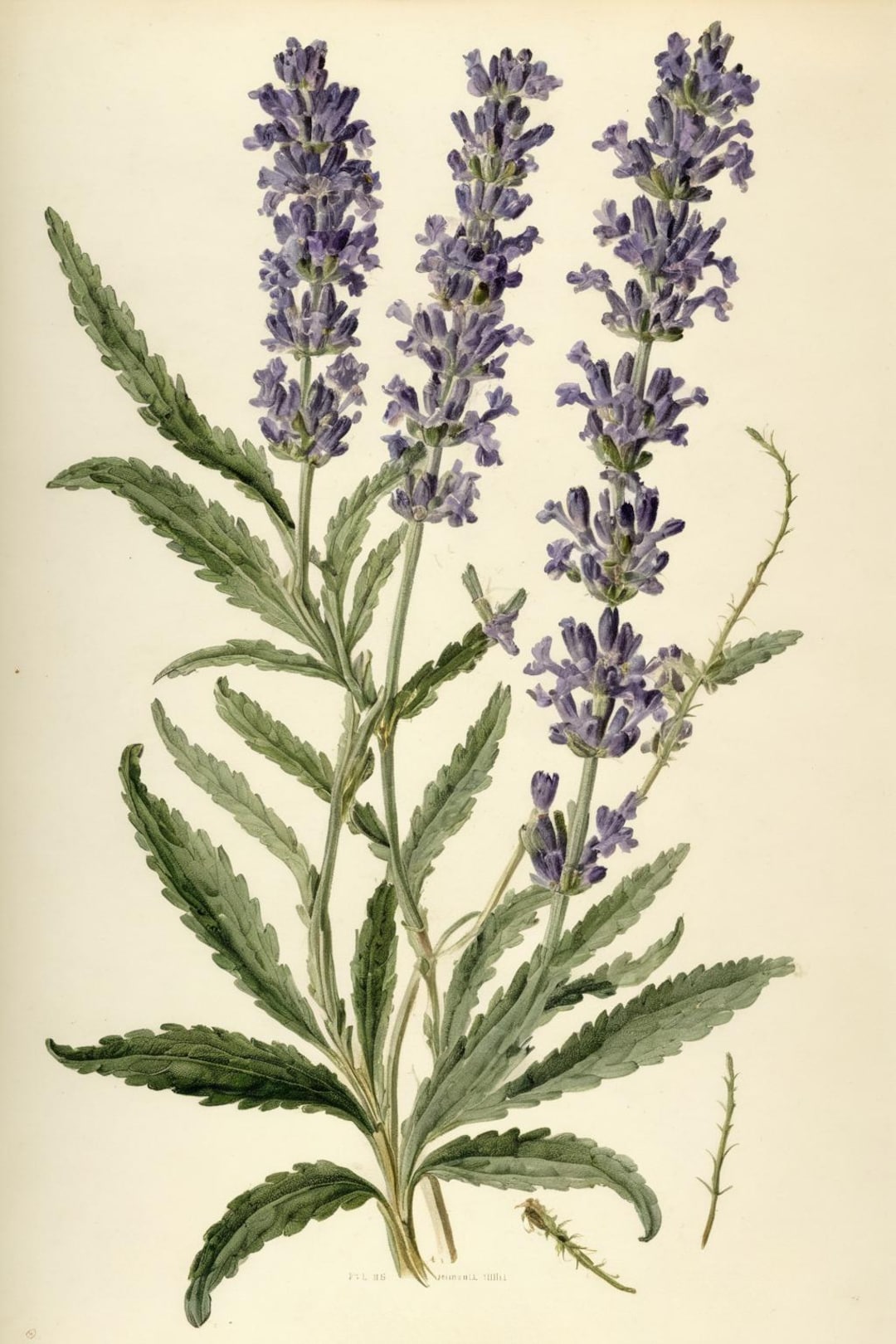 Lavender Illustration · Vintage Herbarium Plate · Lavandula ...