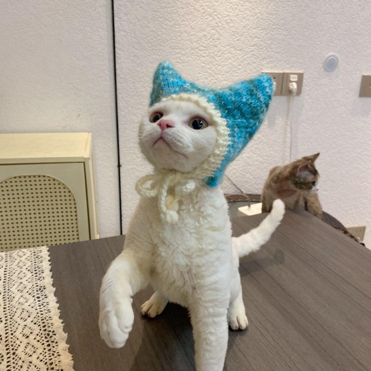 Hand Knitted Cat Ear Hat – Blue White Kitty Bonnet, Pet Photography ...