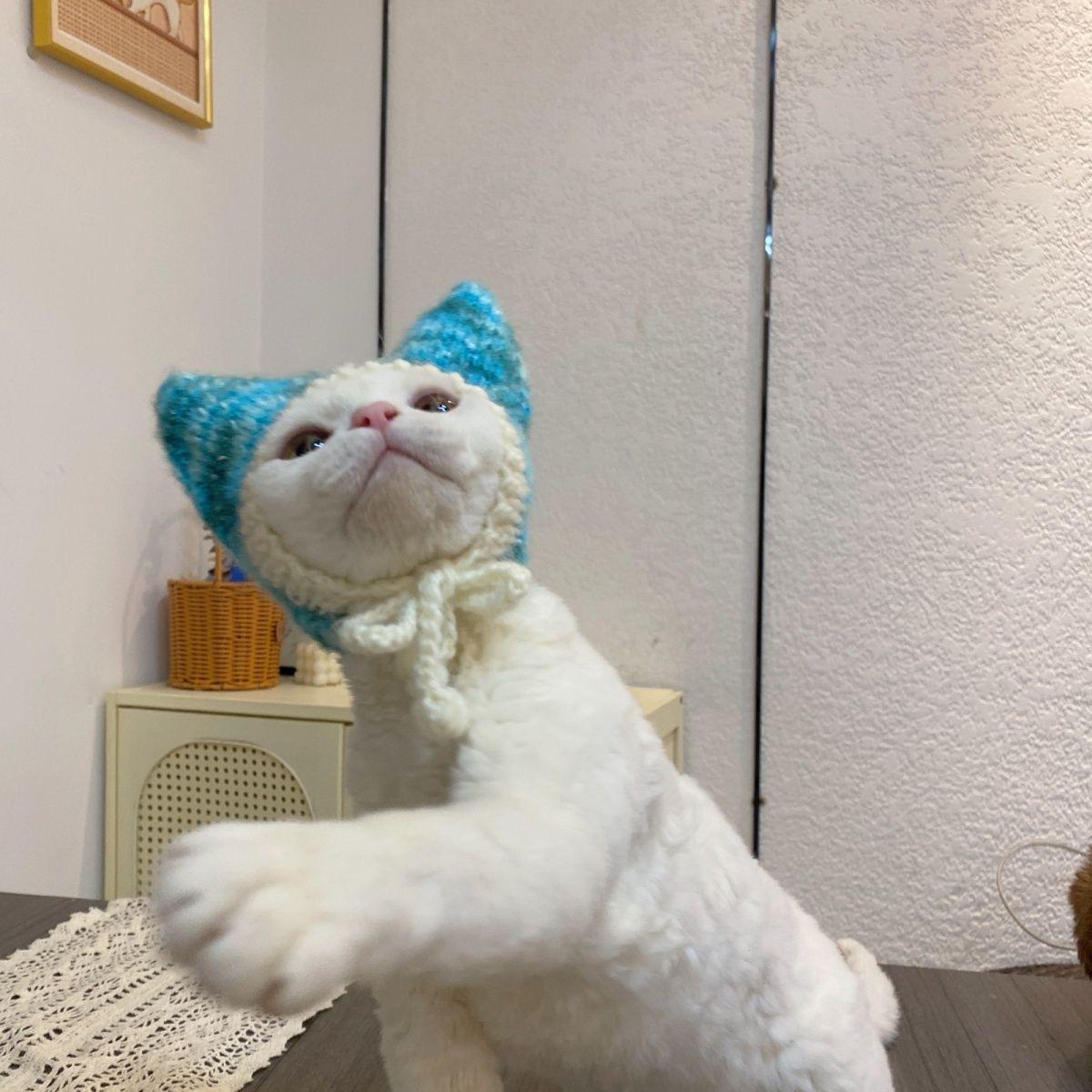 Hand Knitted Cat Ear Hat – Blue White Kitty Bonnet, Pet Photography ...