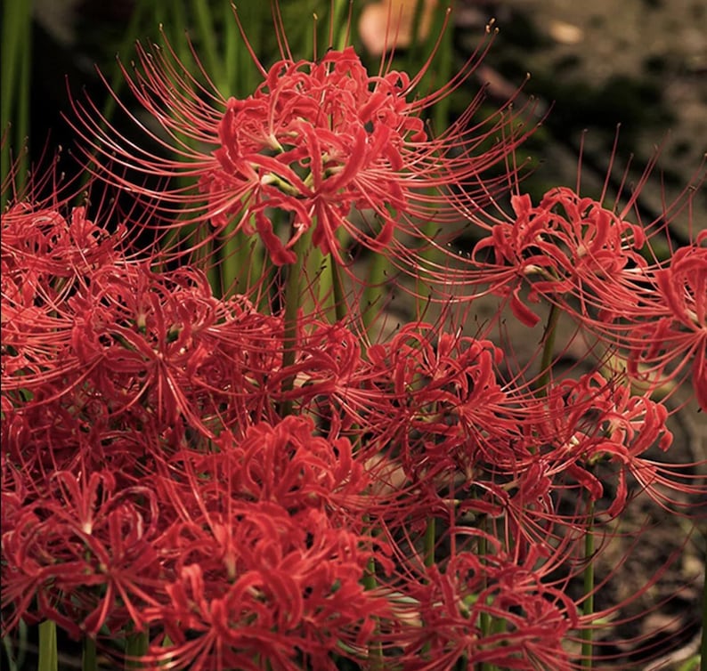 Fresh Red Spider Lilly Bulbs Flower, Lycoris Radiata, Gift for Home ...
