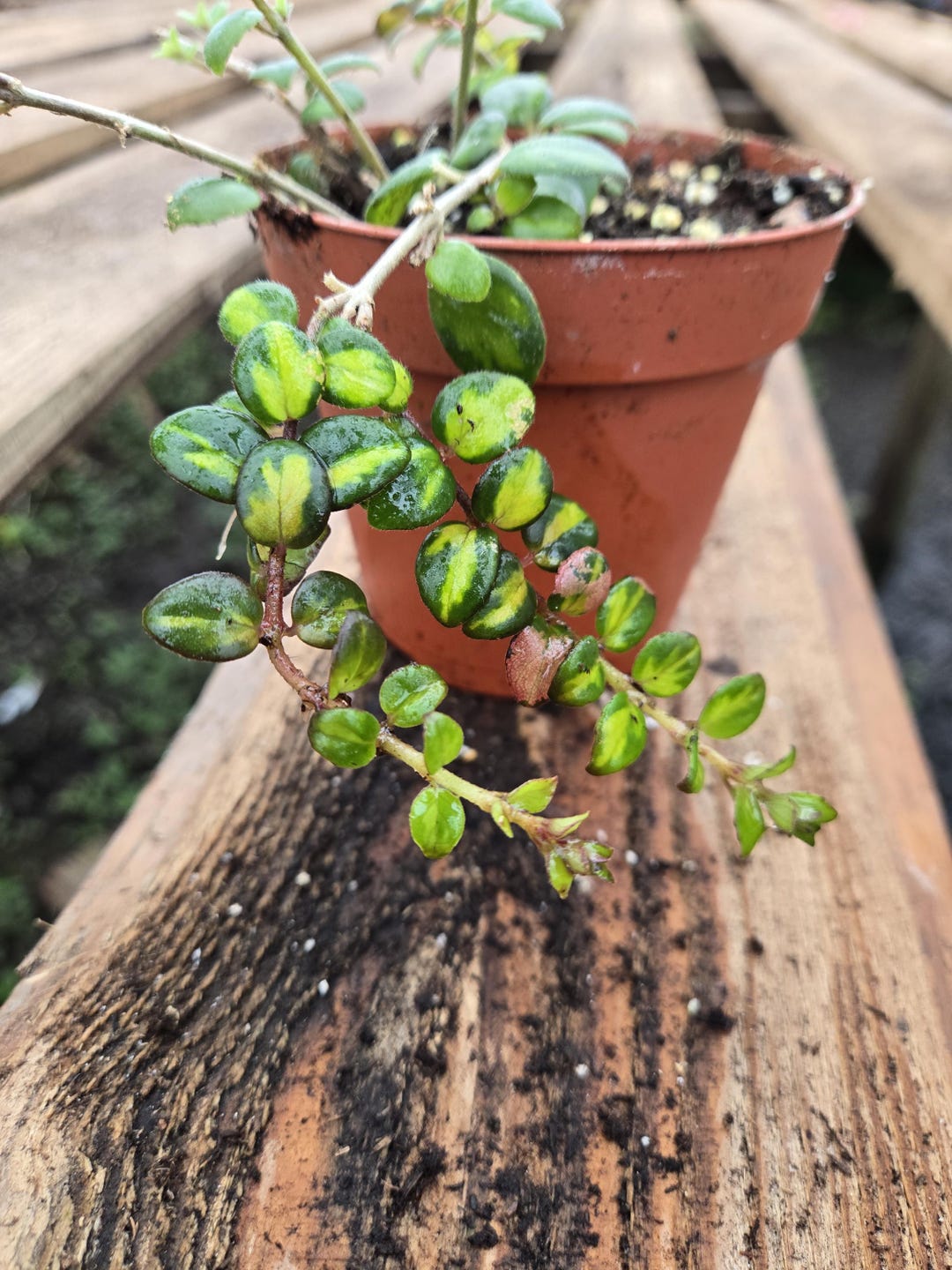 Variegated Goldfish Plant "gold Heart" (4" Pot). *exact Plant ...