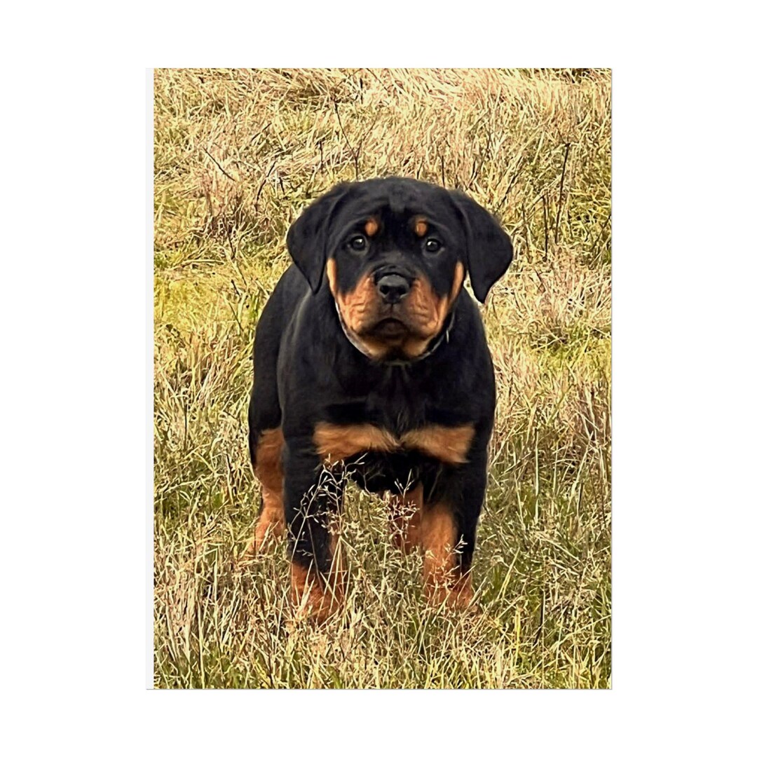 Rottweiler Puppy Poster - Etsy