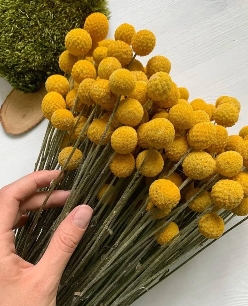 Yellow Craspedia Dried Flowers – Natural Floral Arrangement Supply ...