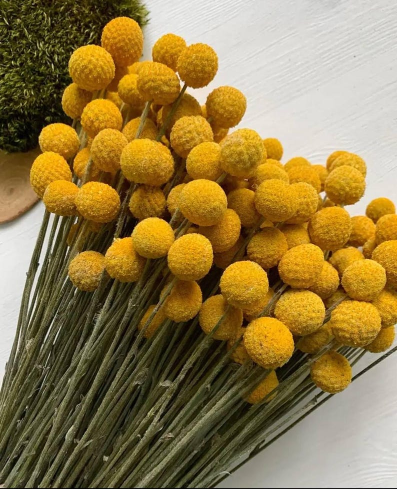 Yellow Craspedia Dried Flowers – Natural Floral Arrangement Supply ...
