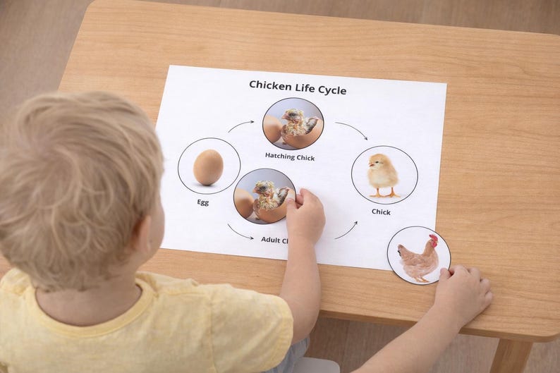 Chicken Life Cycle Montessori Cards, Preschool Science Activity (PDF ...