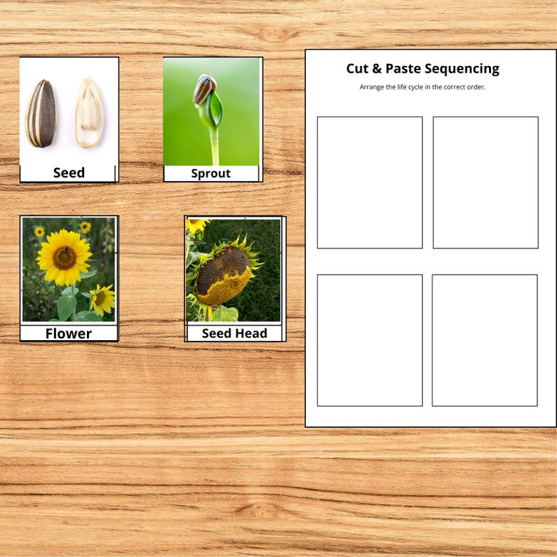 Sunflower Life Cycle 3-part Cards | Montessori Botany Learning (PDF ...