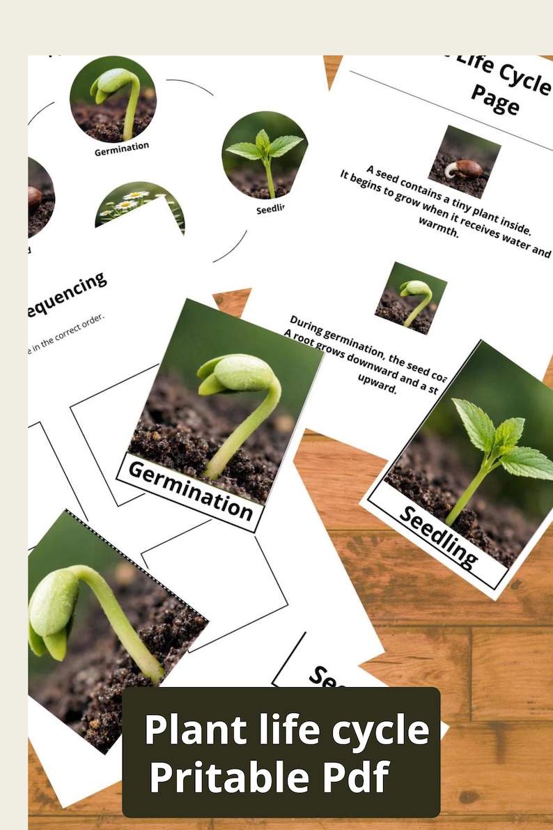 Plant Life Cycle Sequencing Cards | Montessori Preschool Science ...