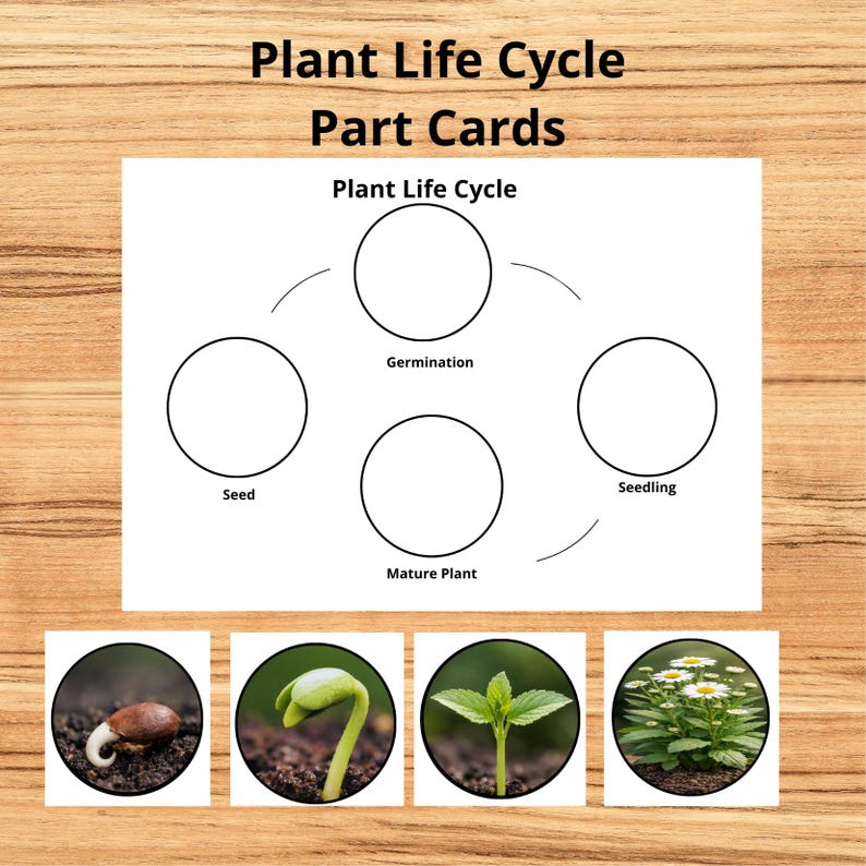 Plant Life Cycle Montessori Cards | Preschool Preschool Worksheet ...