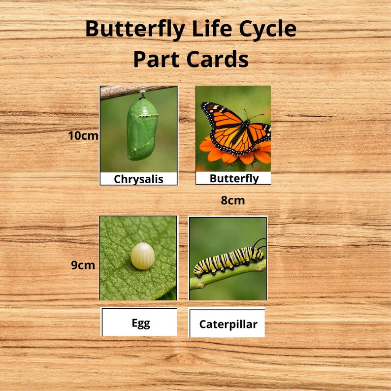 Butterfly Life Cycle Printable: Montessori 3-part Cards, Sequencing ...