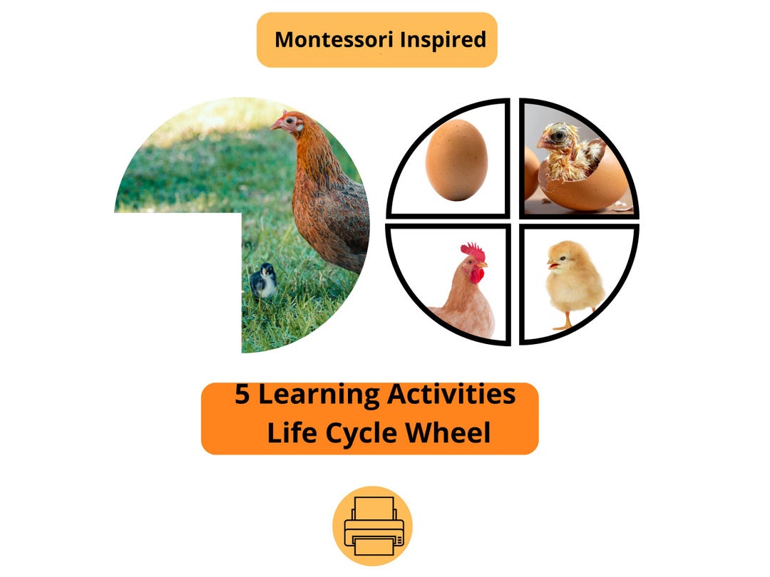 Montessori Chicken Life Cycle Wheel Printable, Farm Animal Science ...
