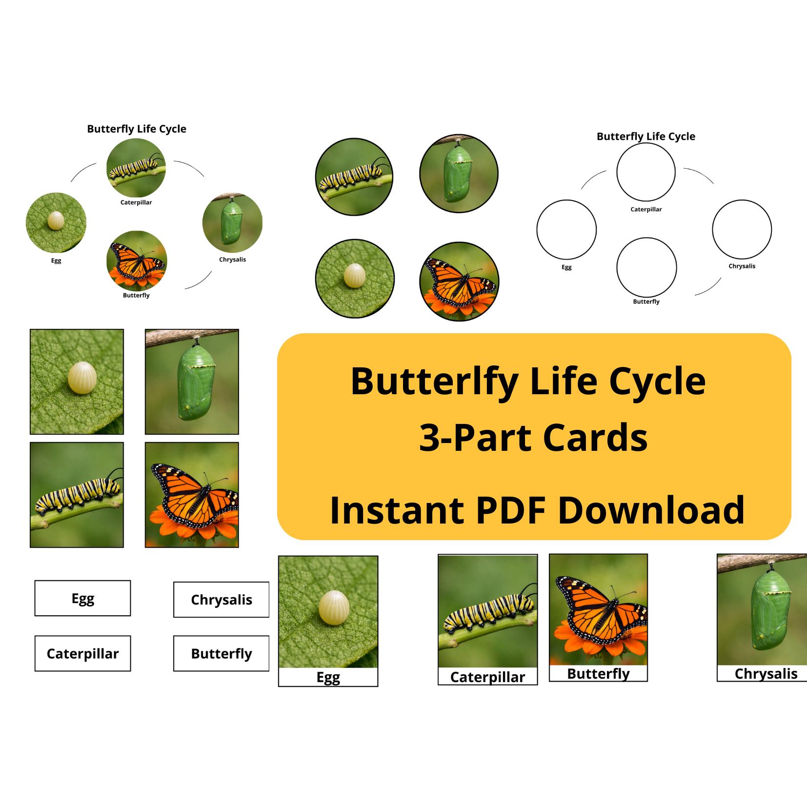 Butterfly Life Cycle Printable: Montessori 3-part Cards, Sequencing ...