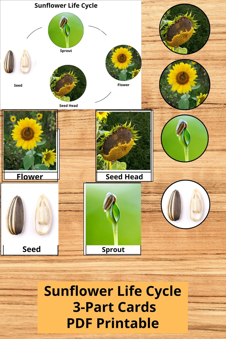 Sunflower Life Cycle 3-part Cards | Montessori Botany Learning (PDF ...