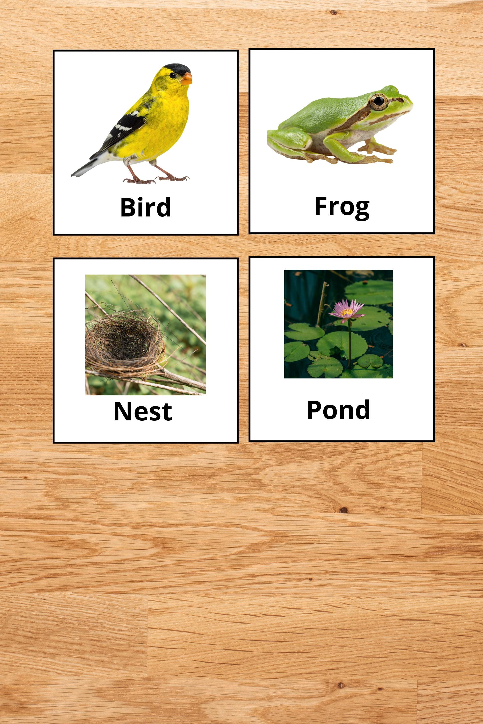Montessori Animal Habitats Matching Game, Sorting Activity Cards ...