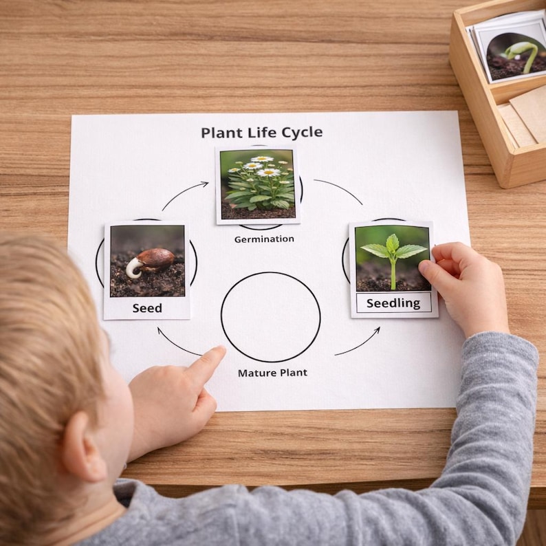 Plant Life Cycle Montessori Cards | Preschool Preschool Worksheet ...