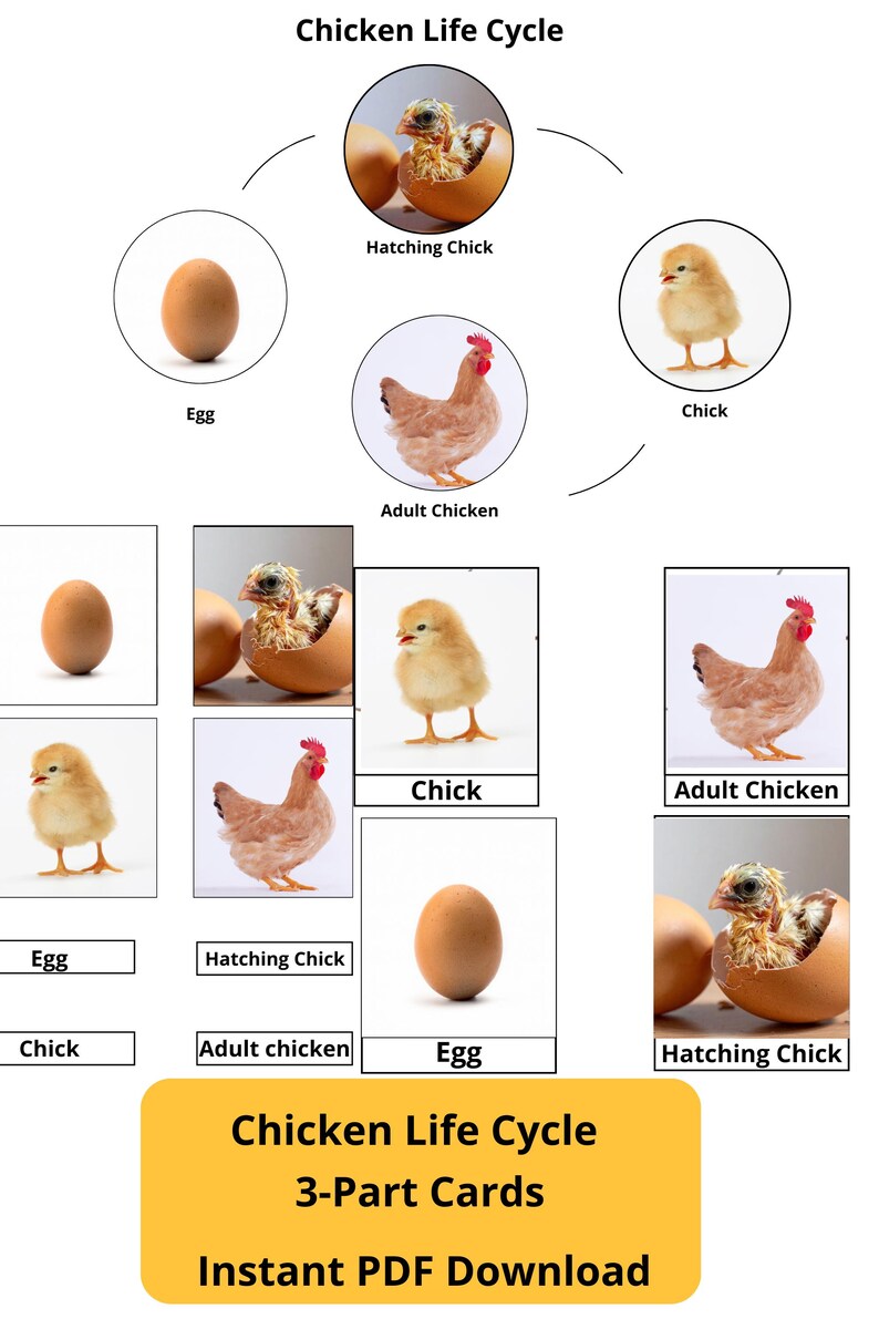 Chicken Life Cycle Montessori Cards, Preschool Science Activity (PDF ...