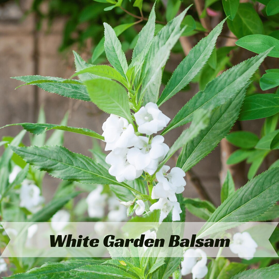 White Balsam Seeds – Impatiens Balsamina – Garden Balsam, Rose Balsam ...