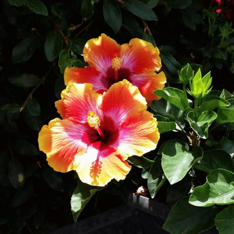 Tahitian Sunset Hibiscus Seeds – Vibrant Orange and Yellow Blooms - Etsy
