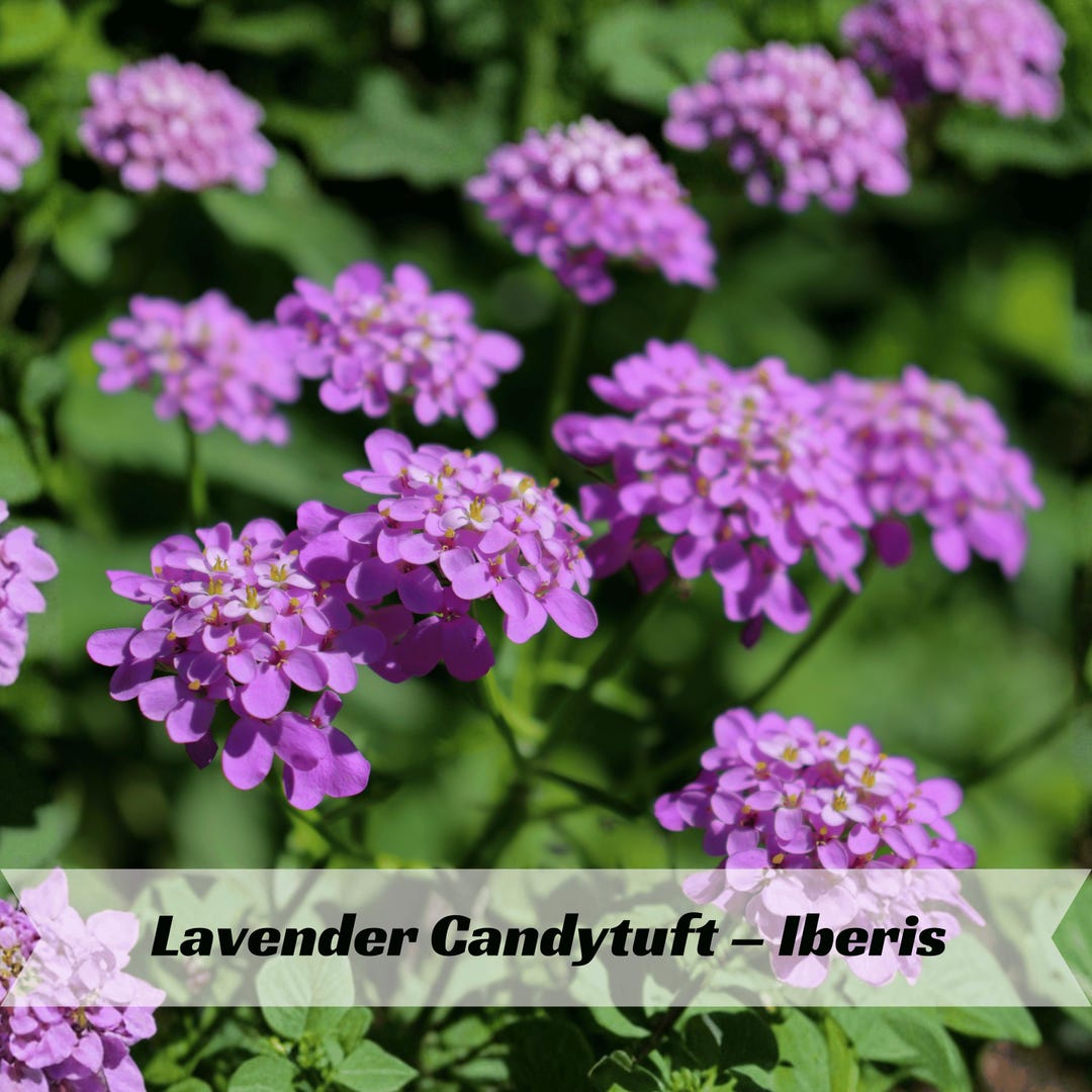 Lavender Candytuft Seeds – Iberis Sempervirens – Elegant Lavender ...