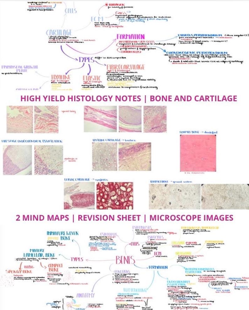 Bone & Cartilage Histology Notes PDF | Mind Maps, Revision Sheet and ...