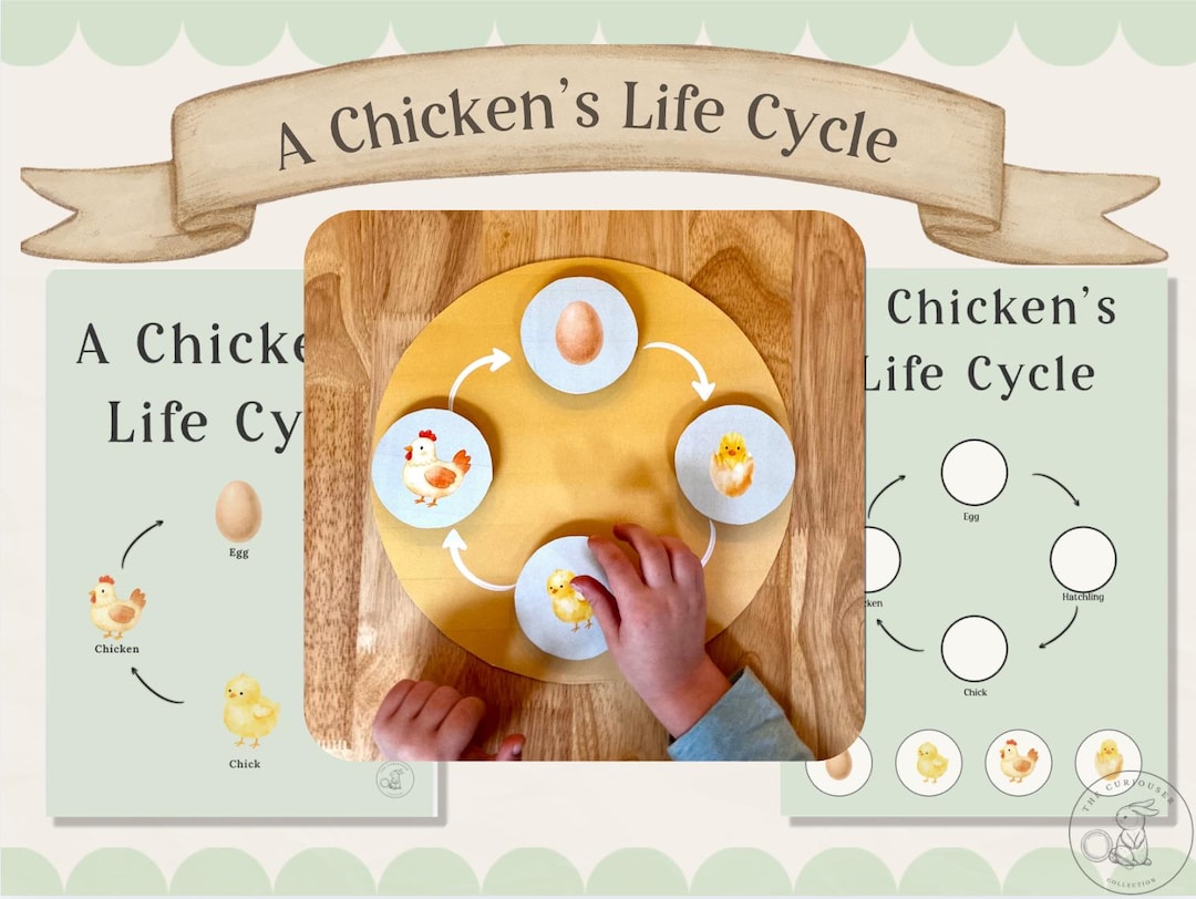 Chicken Life Cycle Printable | Montessori Science Activity (digital ...