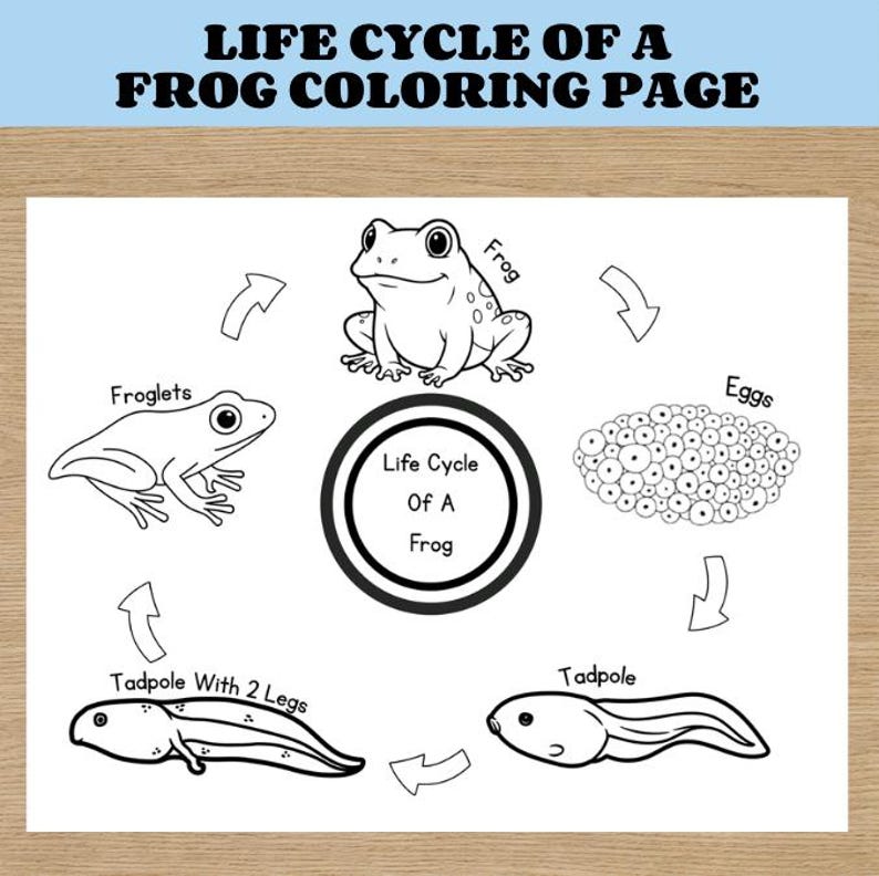 Life Cycle of a Frog Printable | Kids Science Worksheet & Coloring Page ...