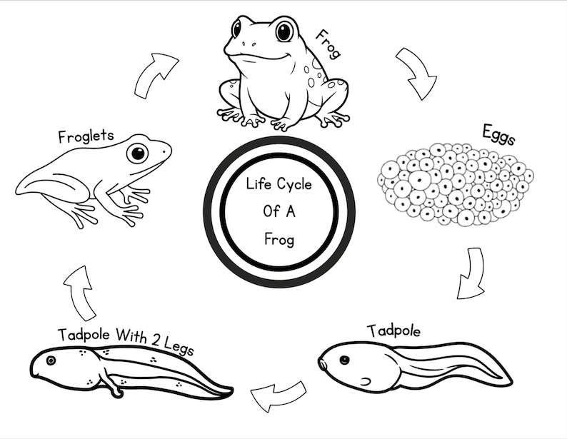 Life Cycle of a Frog Printable | Kids Science Worksheet & Coloring Page ...