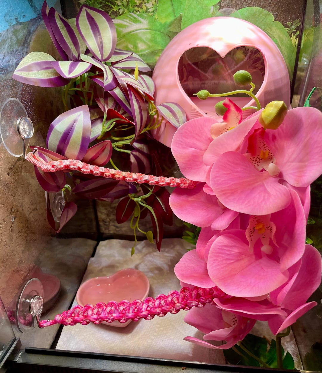Pink Reptile Accessory Bundle, Heart Shaped Food Bowl & Paracord ...