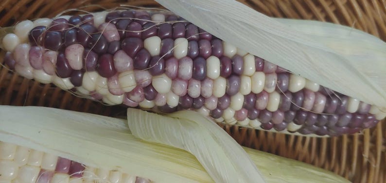 Purple White Waxy Corn Seeds, Organic NON GMO Glutinous Kernels (20 ...