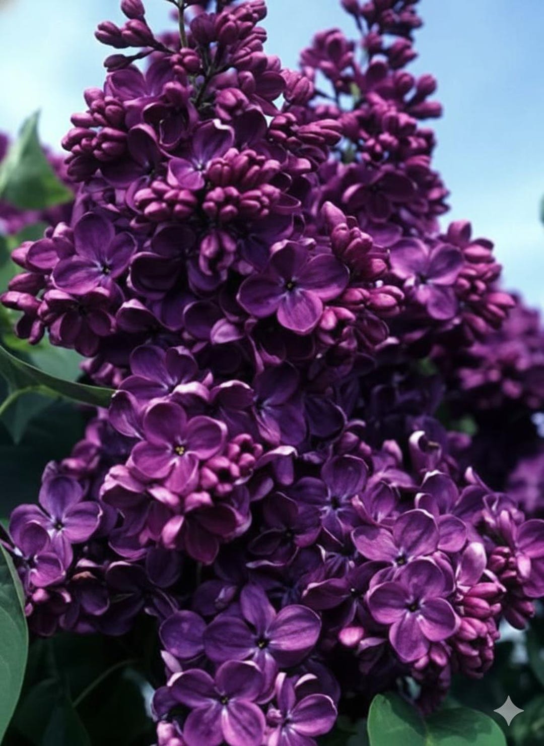 Dark Purple Lilac Tree – 25 Seeds | Fragrant Syringa Vulgaris | Cold ...