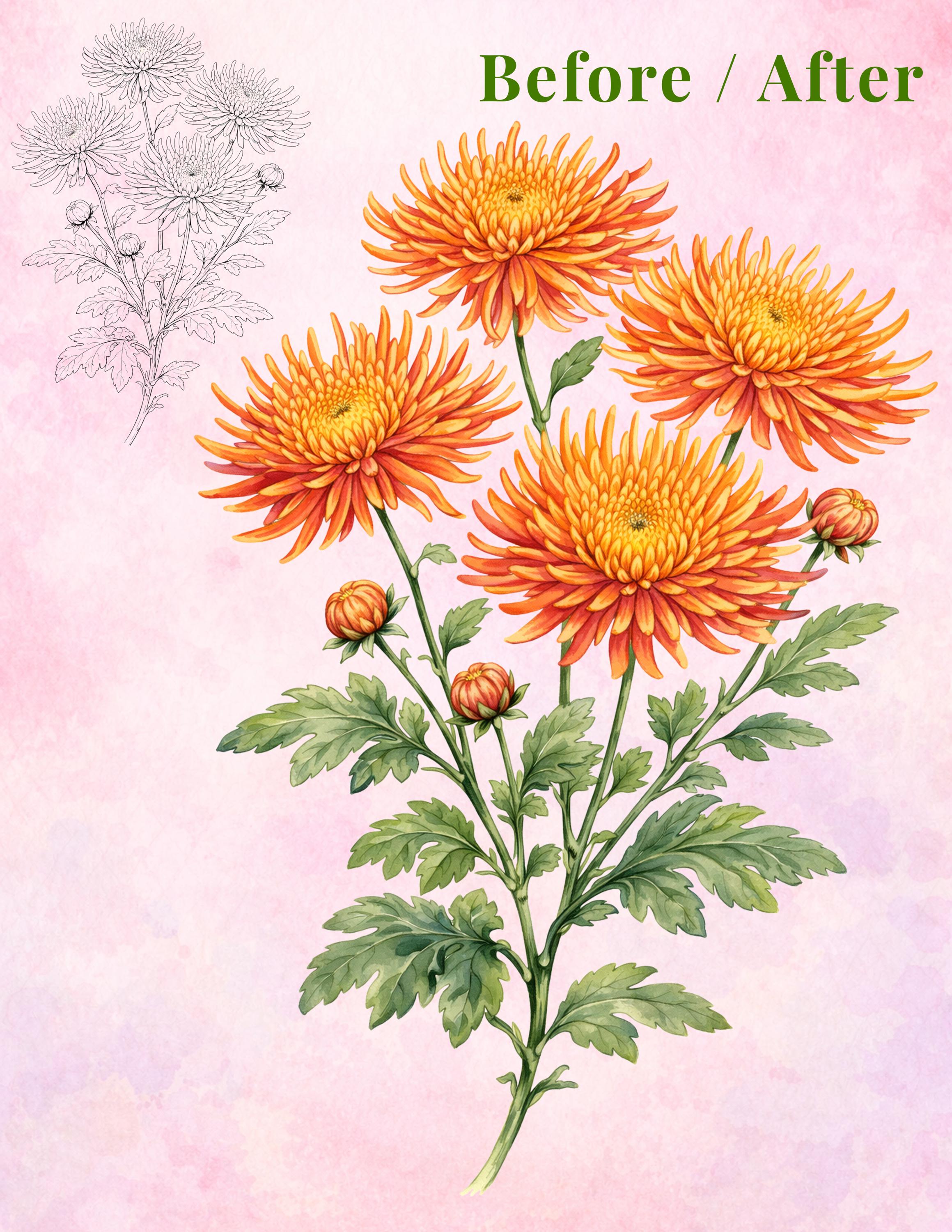 Chrysanthemum Coloring Pages Printable PDF, Botanical Flower Coloring ...