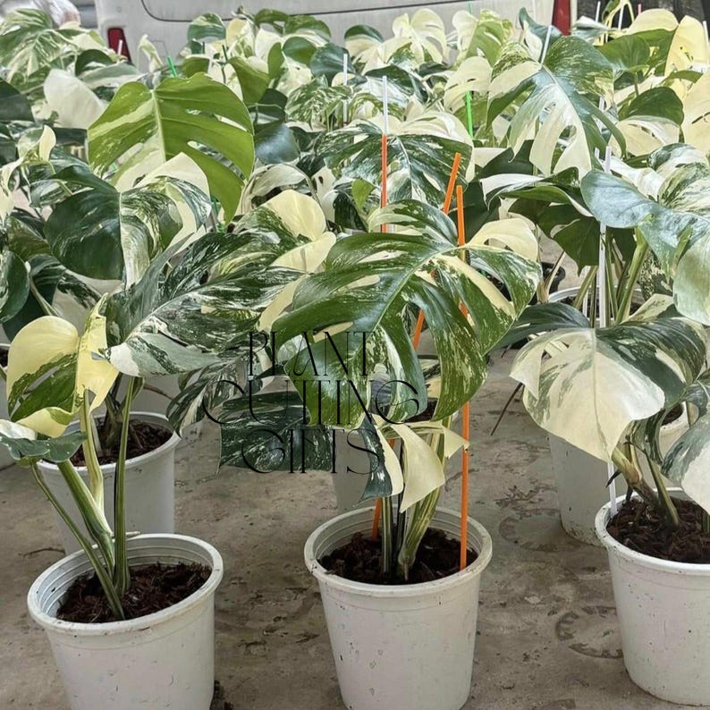 Monstera Albo White Tiger Variegated Live Plant Cuttings Rare ...