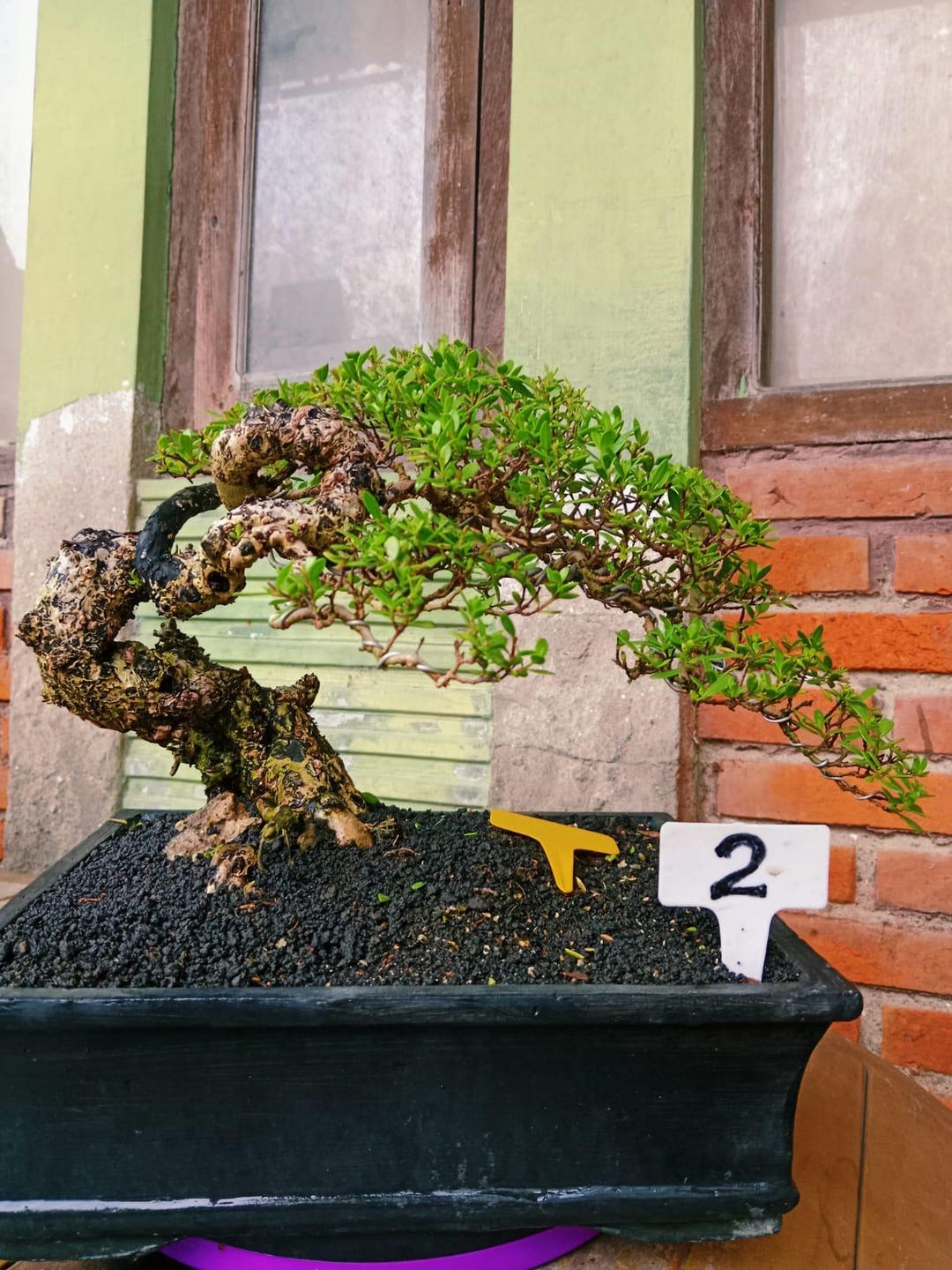 Pemphis Acidula. Bonsai Tree - Etsy