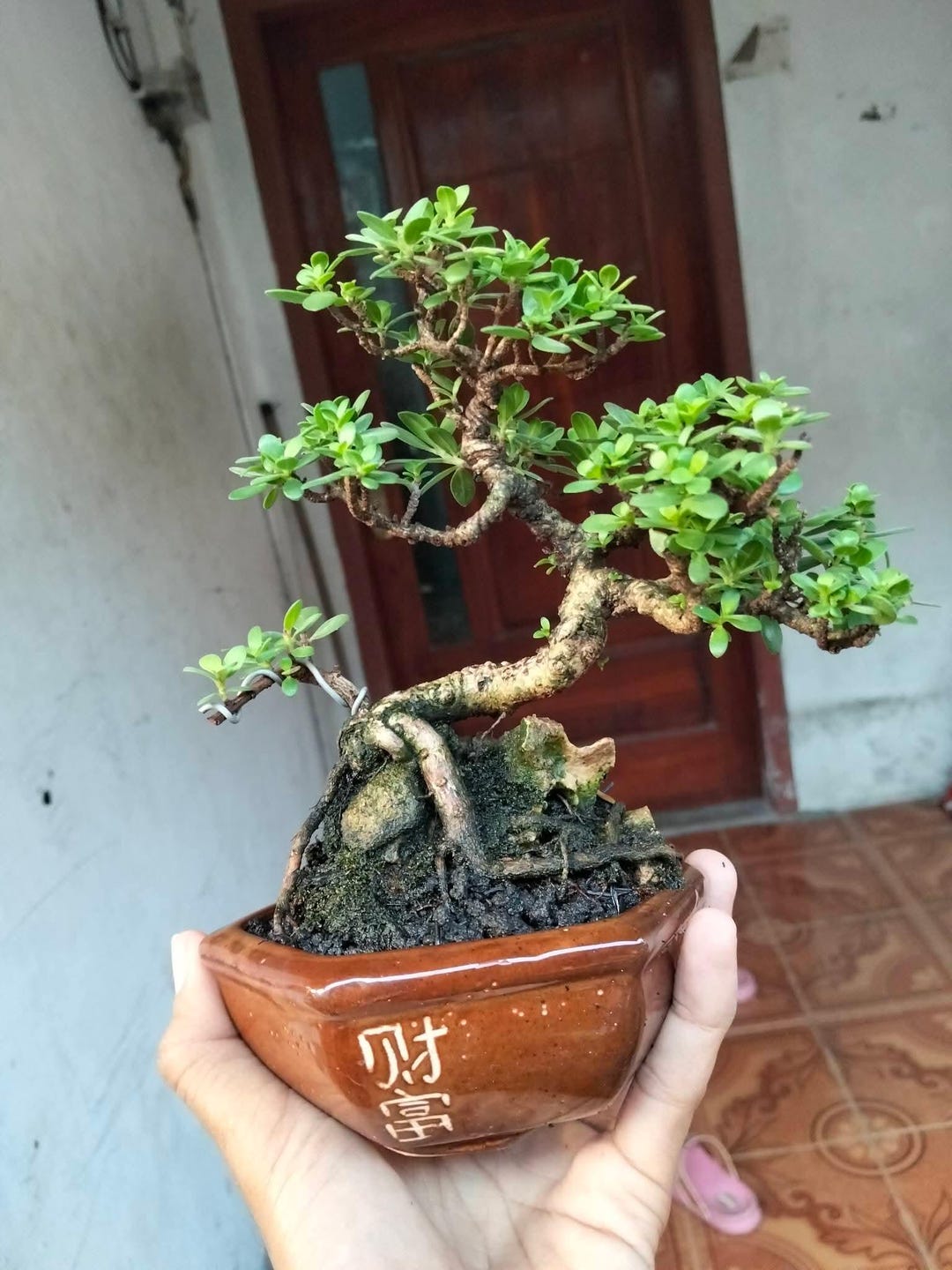 Pemphis Acidula. bonsai Tree - Etsy