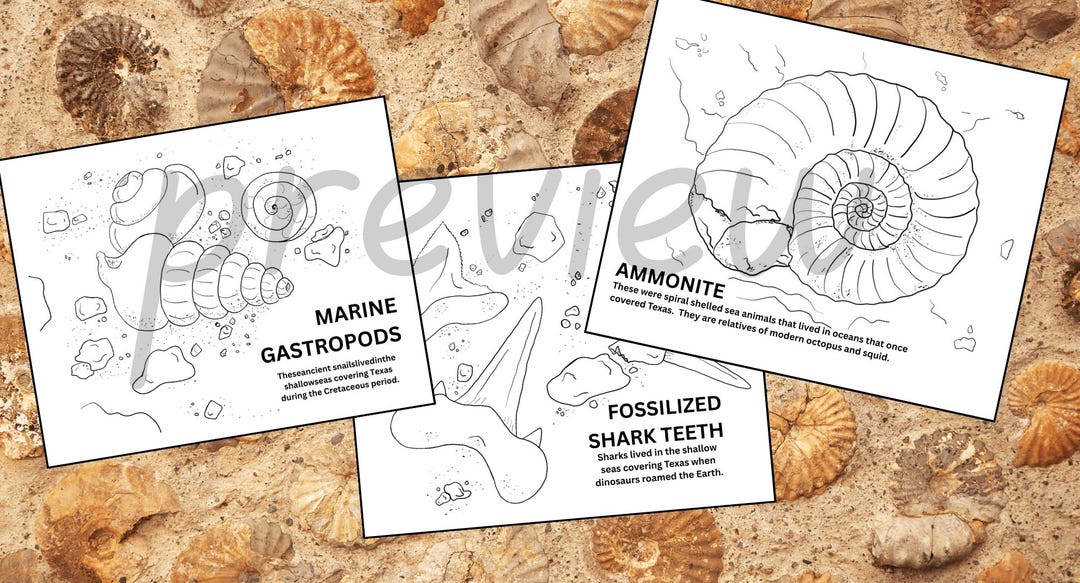 Texas Fossils Printable Coloring Pages - 3 Page Pack - Etsy